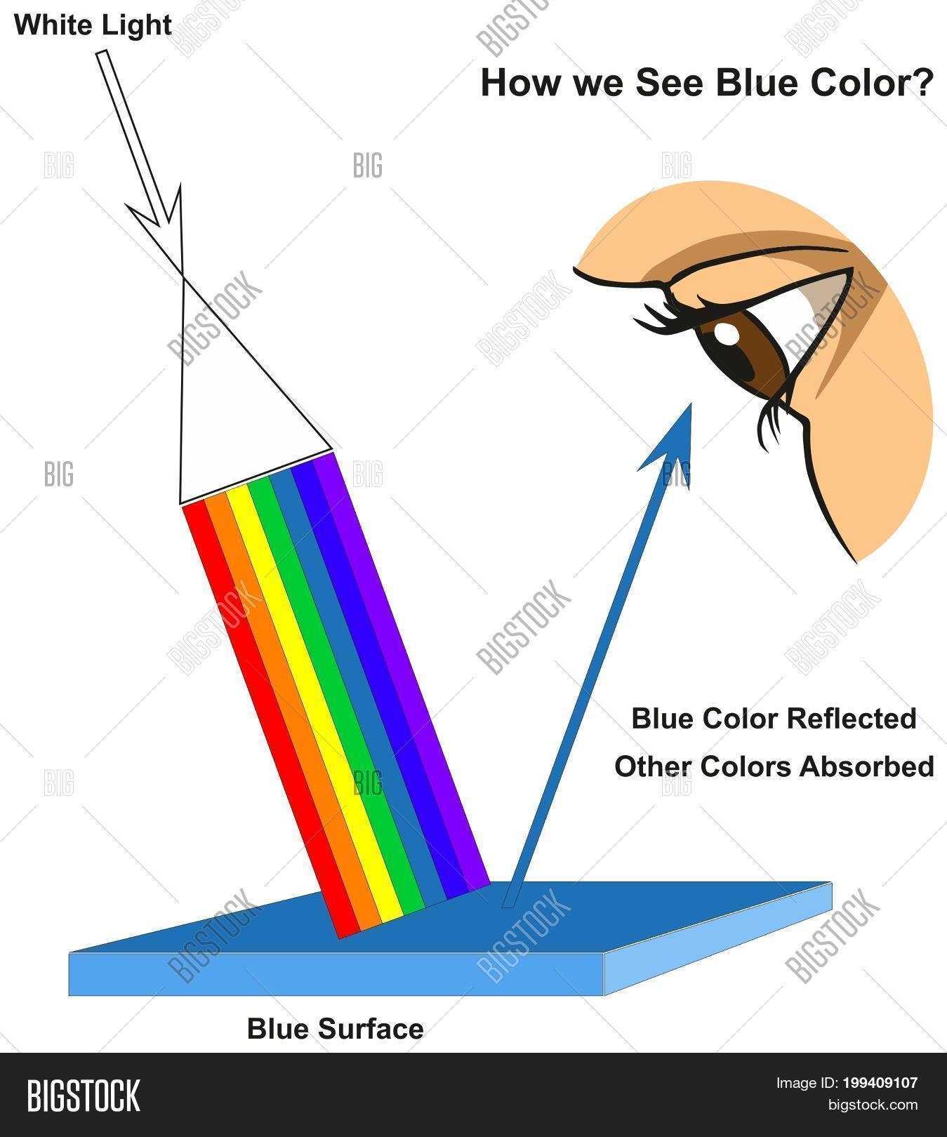 How we See Blue Color infographic diagram showing visible spectrum ...