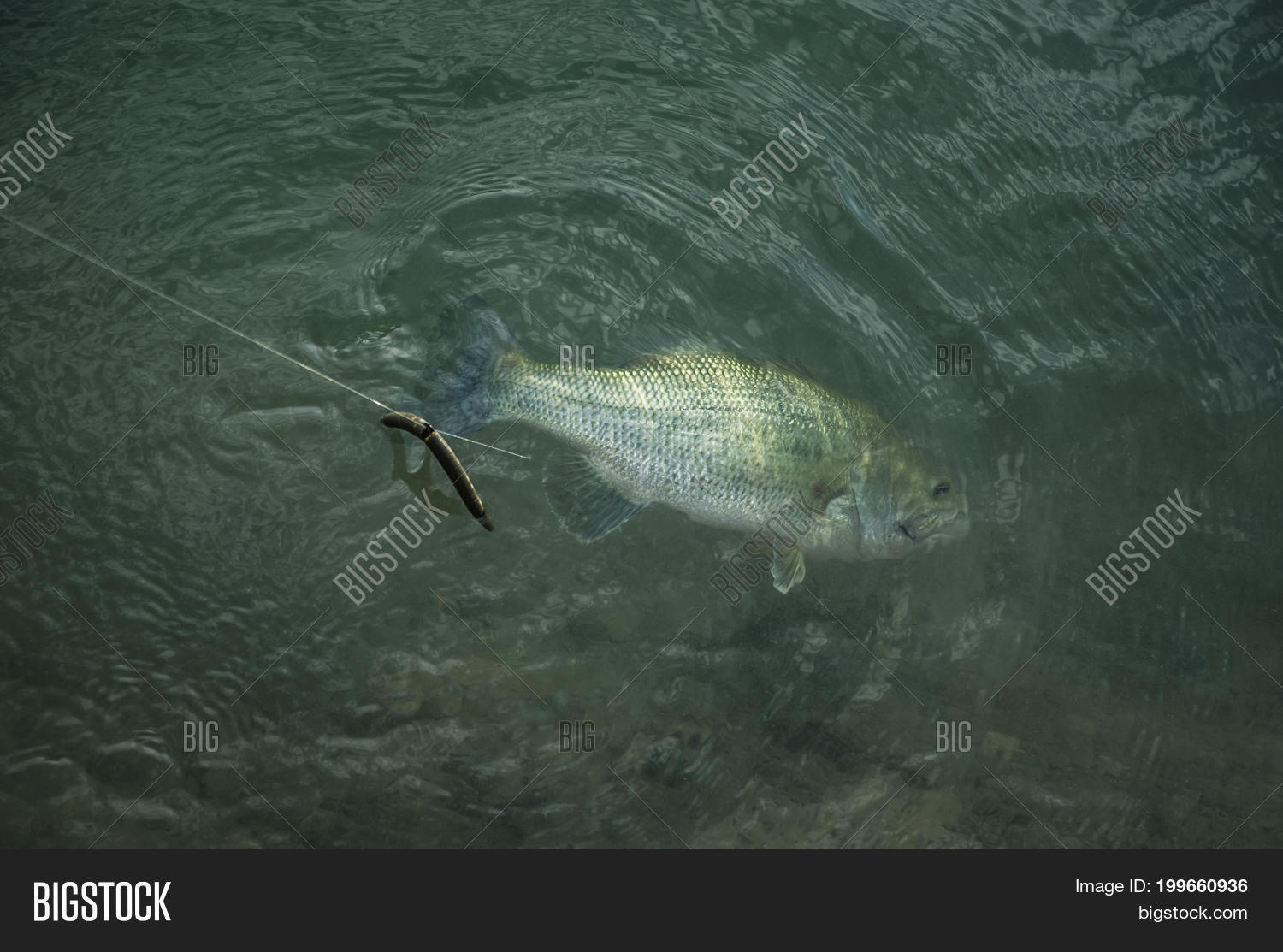 Catched Bass Fish Under Water. Fishing Background image & stock photo ...