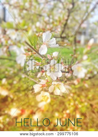 Banner Hello June. Text On The Photo. Text Hello June. New Month. New ...